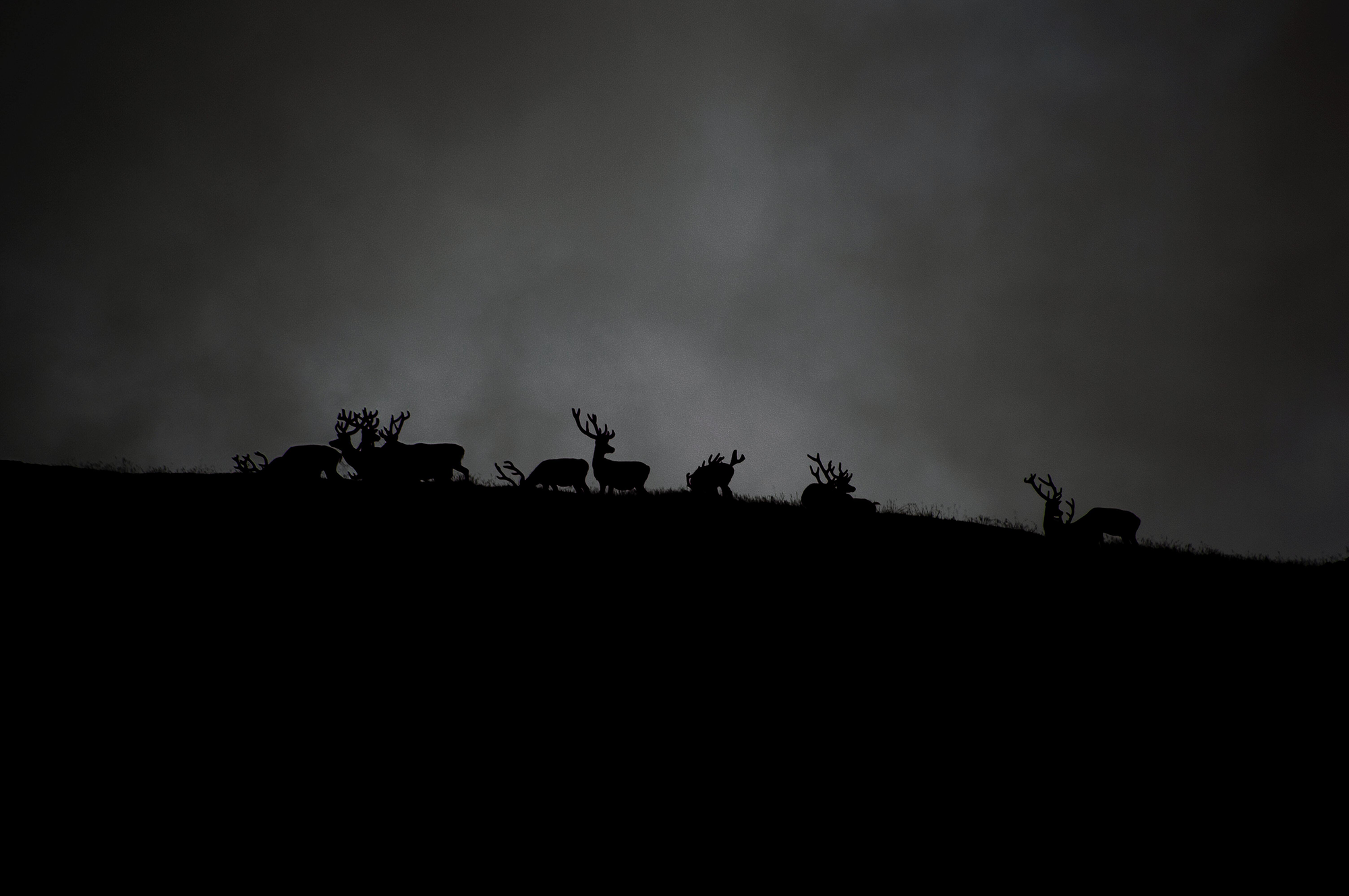 Night Vision for Hunting | Low Light Camera | SIONYX
